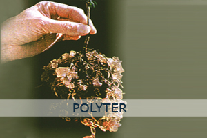 L'Actualité 123 Natura : News, Articles, astuces, produits Jardin et Design